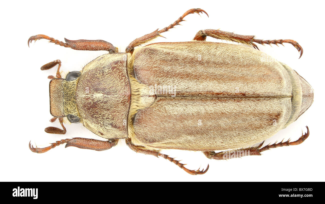 Anoxia matutinalis isolated on a white background Stock Photo - Alamy