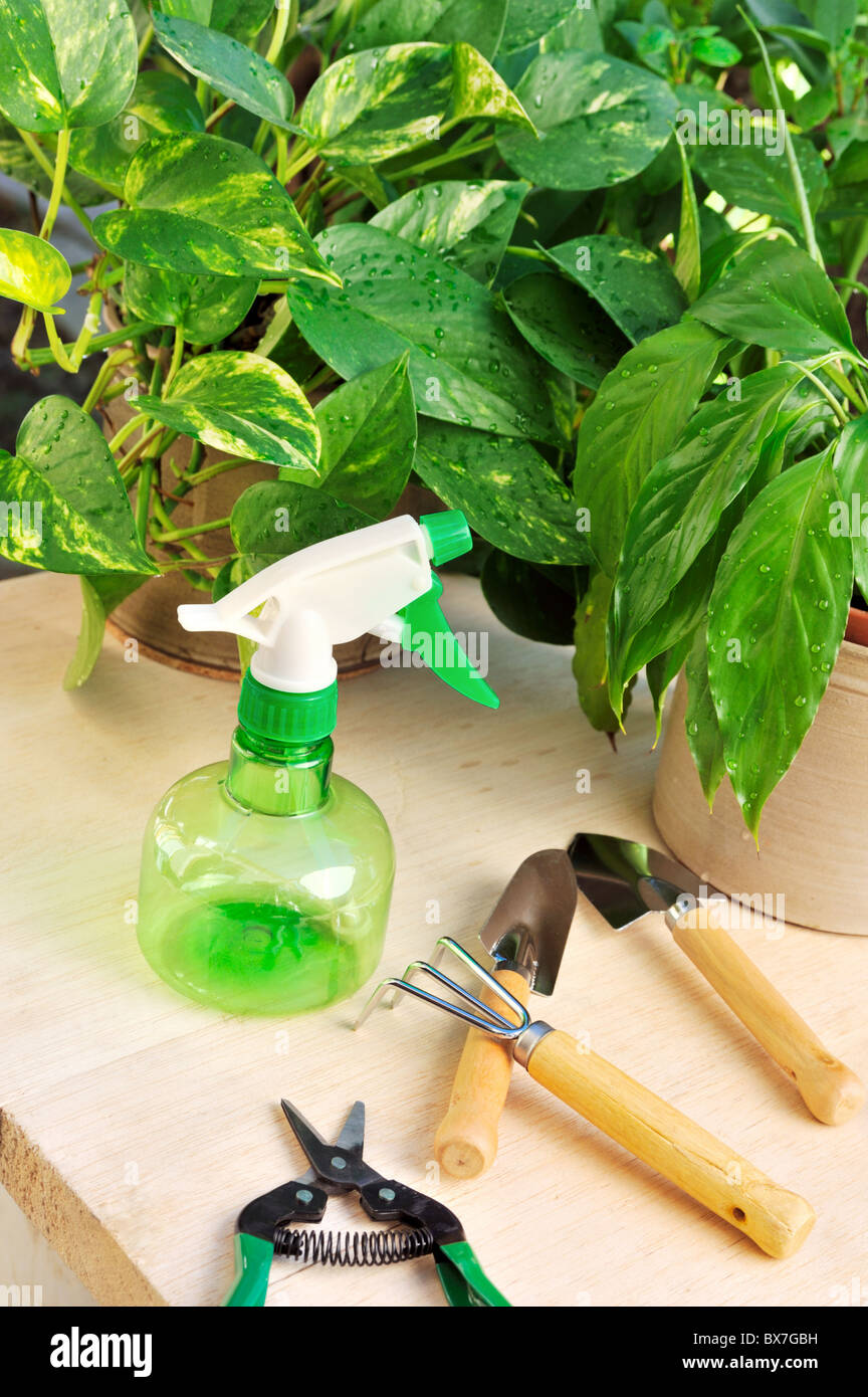 Gardening tools and houseplants – still life Stock Photo - Alamy