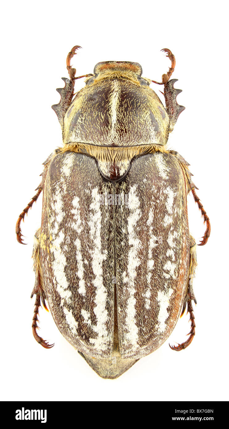 Female of Anoxia orientalis isolated on white background Stock Photo ...