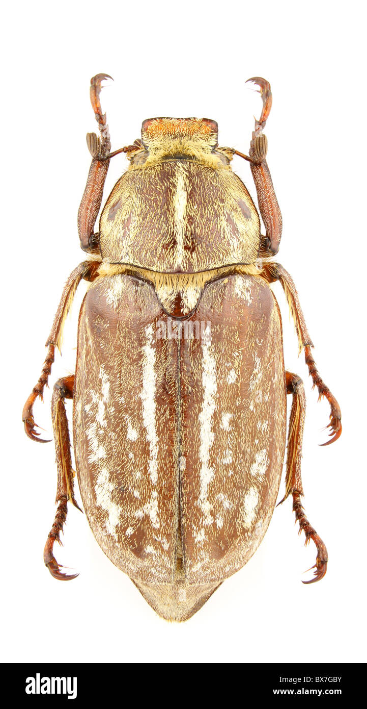 Male of Anoxia orientalis isolated on white background Stock Photo - Alamy