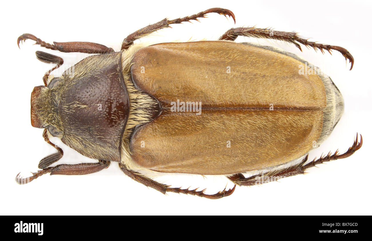 Anoxia scutellaris isolated on a white background Stock Photo - Alamy