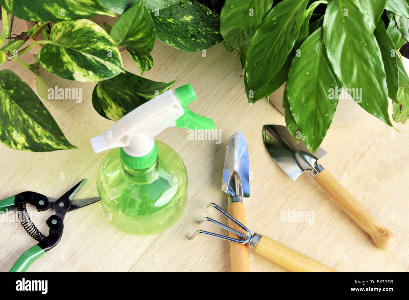 Gardening tools and houseplants – still life Stock Photo - Alamy
