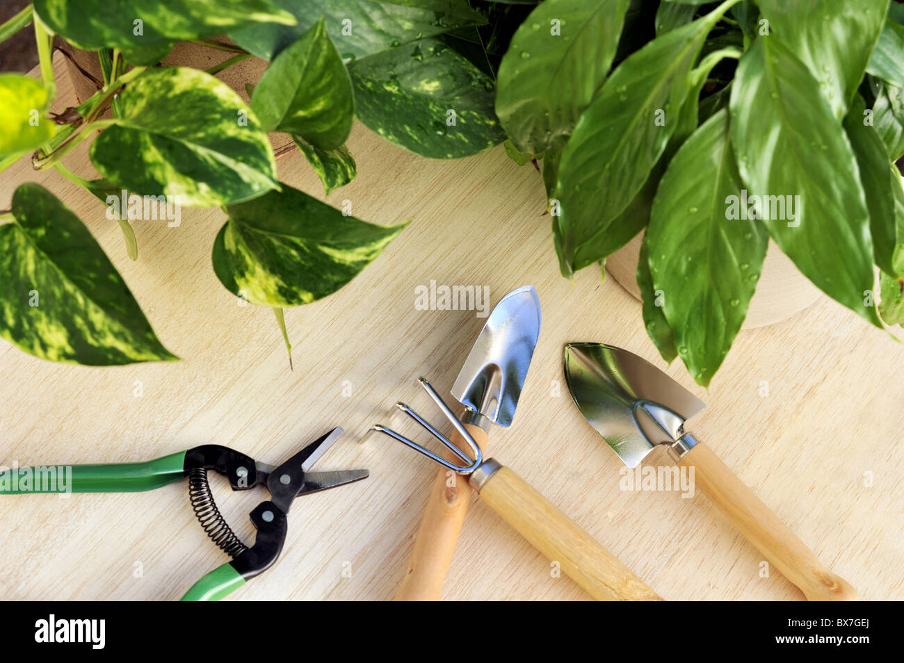 Gardening tools and houseplants – still life Stock Photo - Alamy