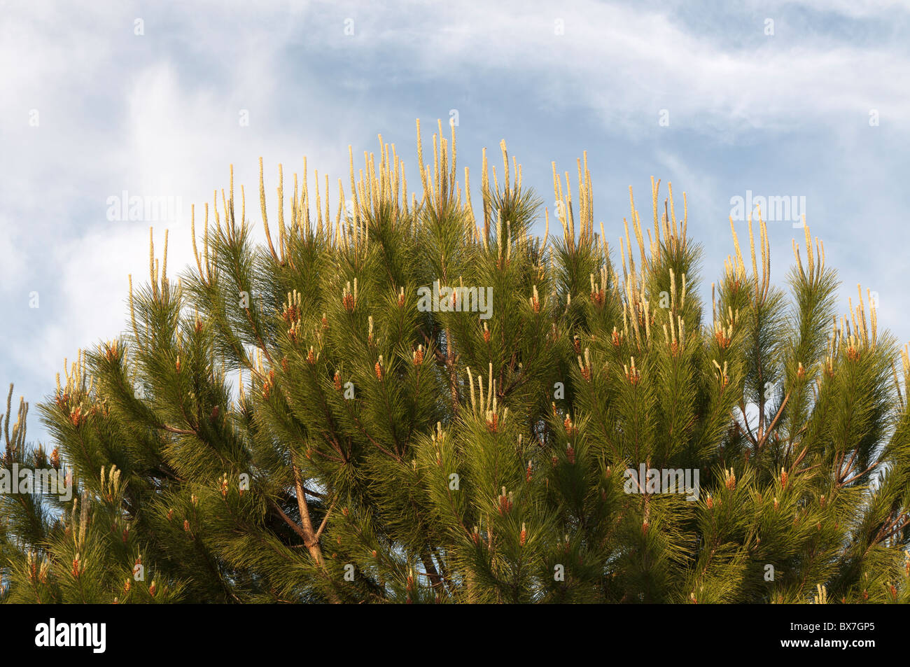 Italian pine tree hi-res stock photography and images - Alamy