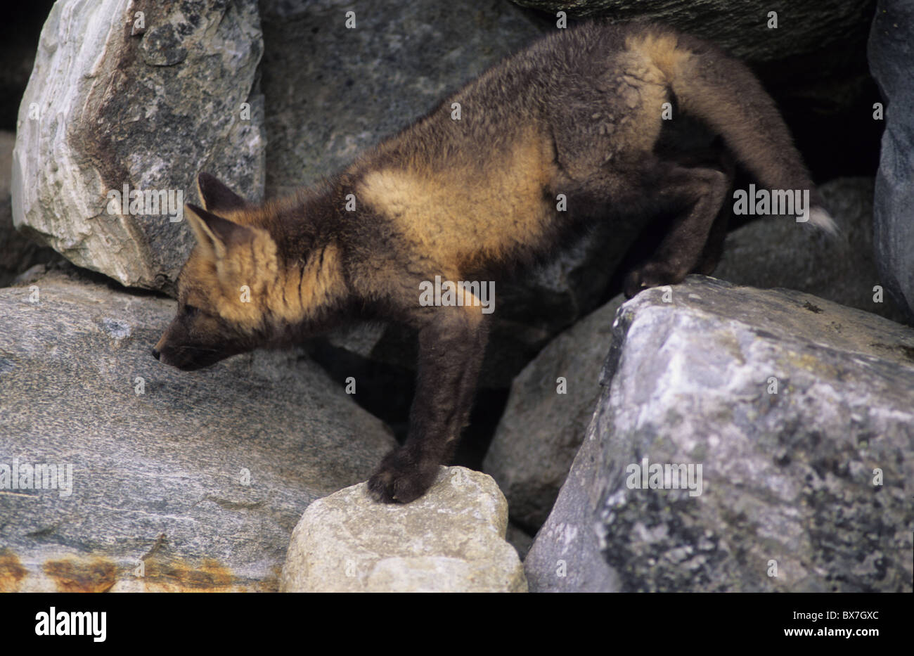 Cross fox (red fox) rocks, wildlife, nature.Cross fox is actually a red ...