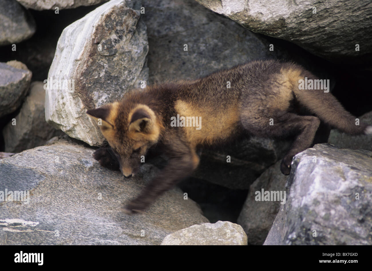 Cross fox (red fox) rocks, wildlife, nature.Cross fox is actually a red ...