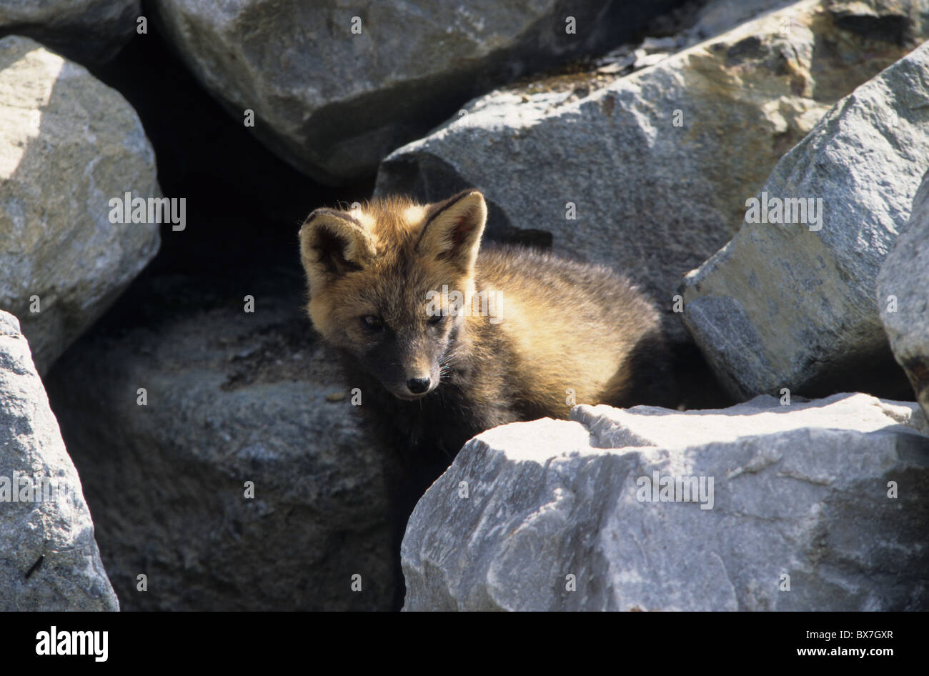 Cross fox (red fox) rocks, wildlife, nature.Cross fox is actually a red ...