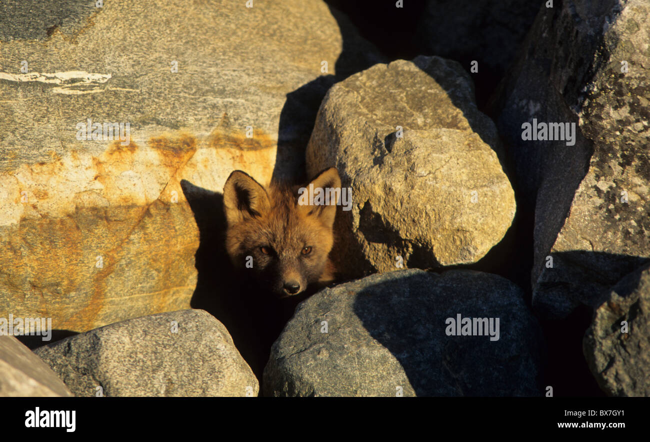 Cross fox (red fox), wildlife, nature. Cross fox is actually a red fox ...