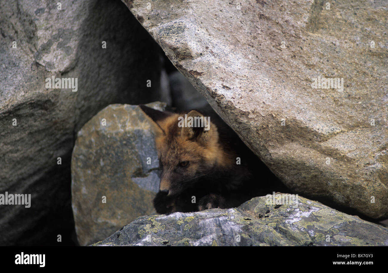 Cross fox (red fox), wildlife, nature. Cross fox is actually a red fox ...