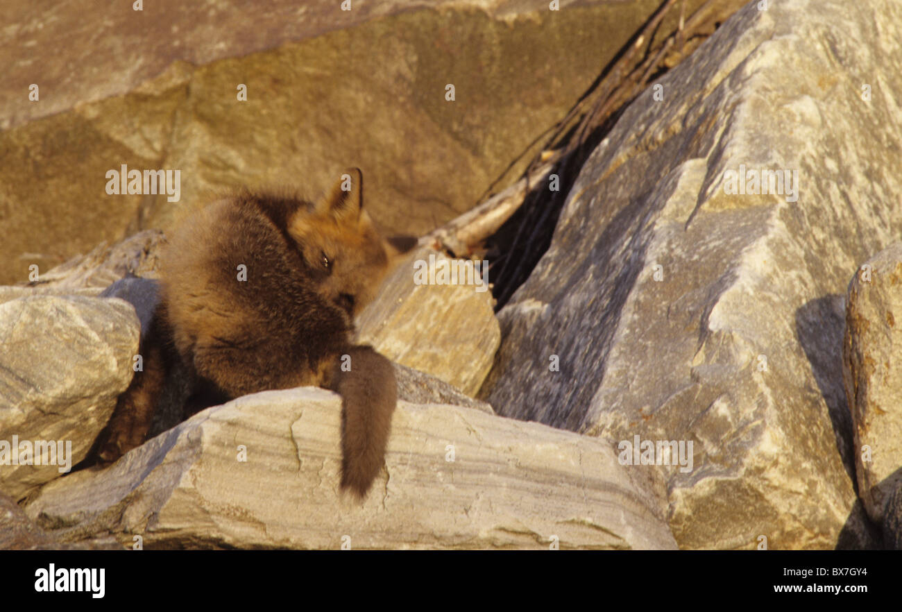Cross fox (red fox), wildlife, nature. Cross fox is actually a red fox ...