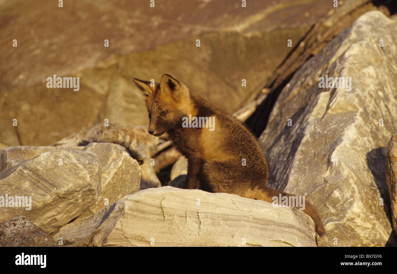 Cross fox (red fox), wildlife, nature. Cross fox is actually a red fox ...