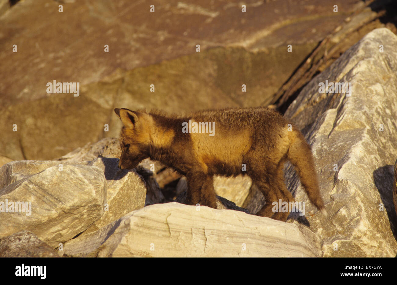 Cross fox (red fox), wildlife, nature. Cross fox is actually a red fox ...
