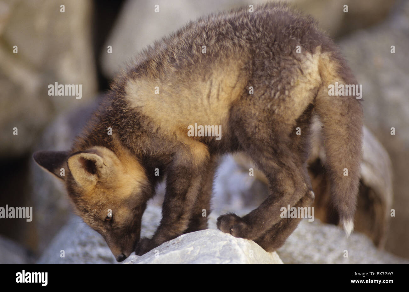 Cross fox (red fox), wildlife, nature. Cross fox is actually a red fox ...