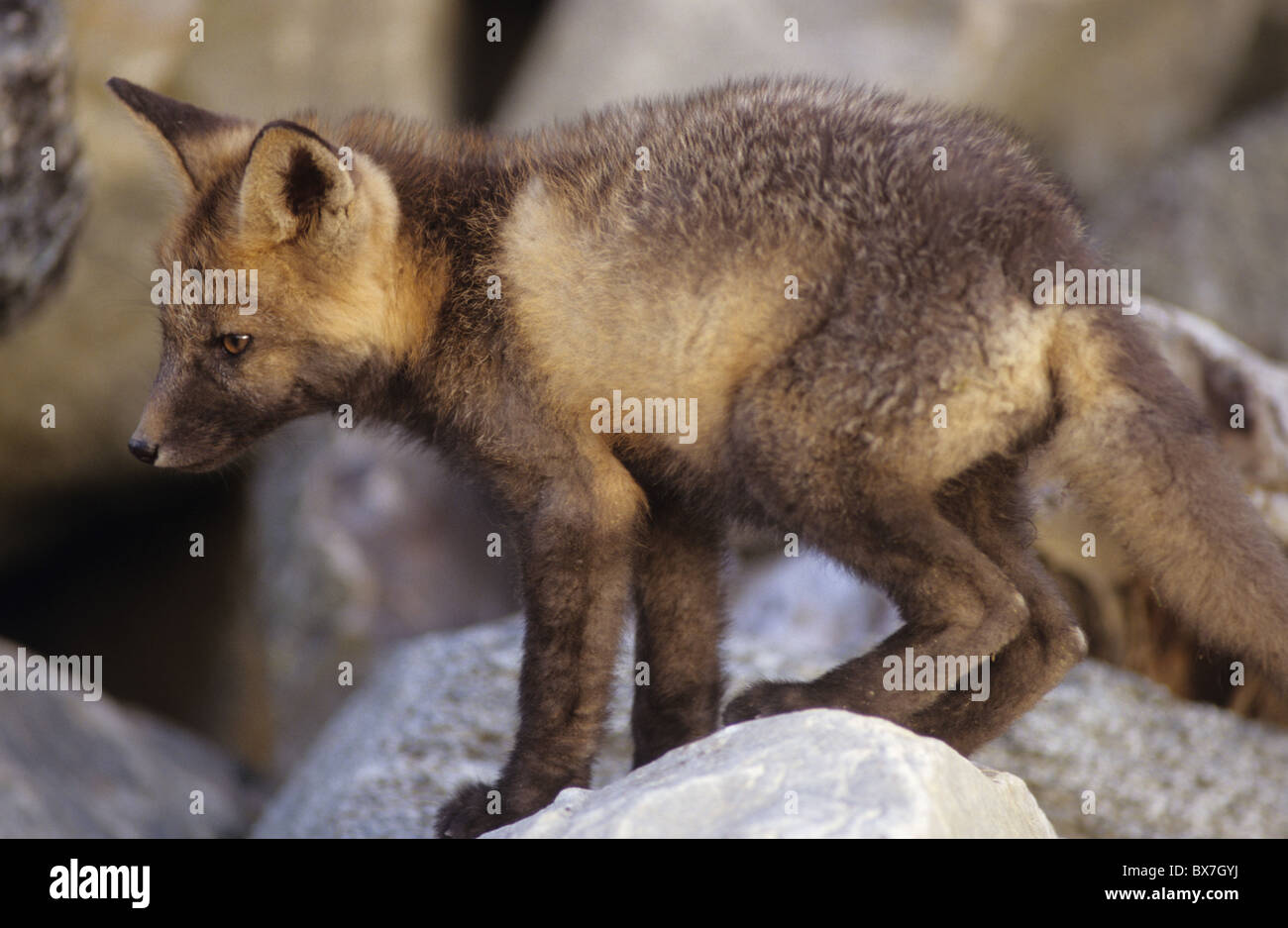 Cross fox (red fox), wildlife, nature. Cross fox is actually a red fox ...