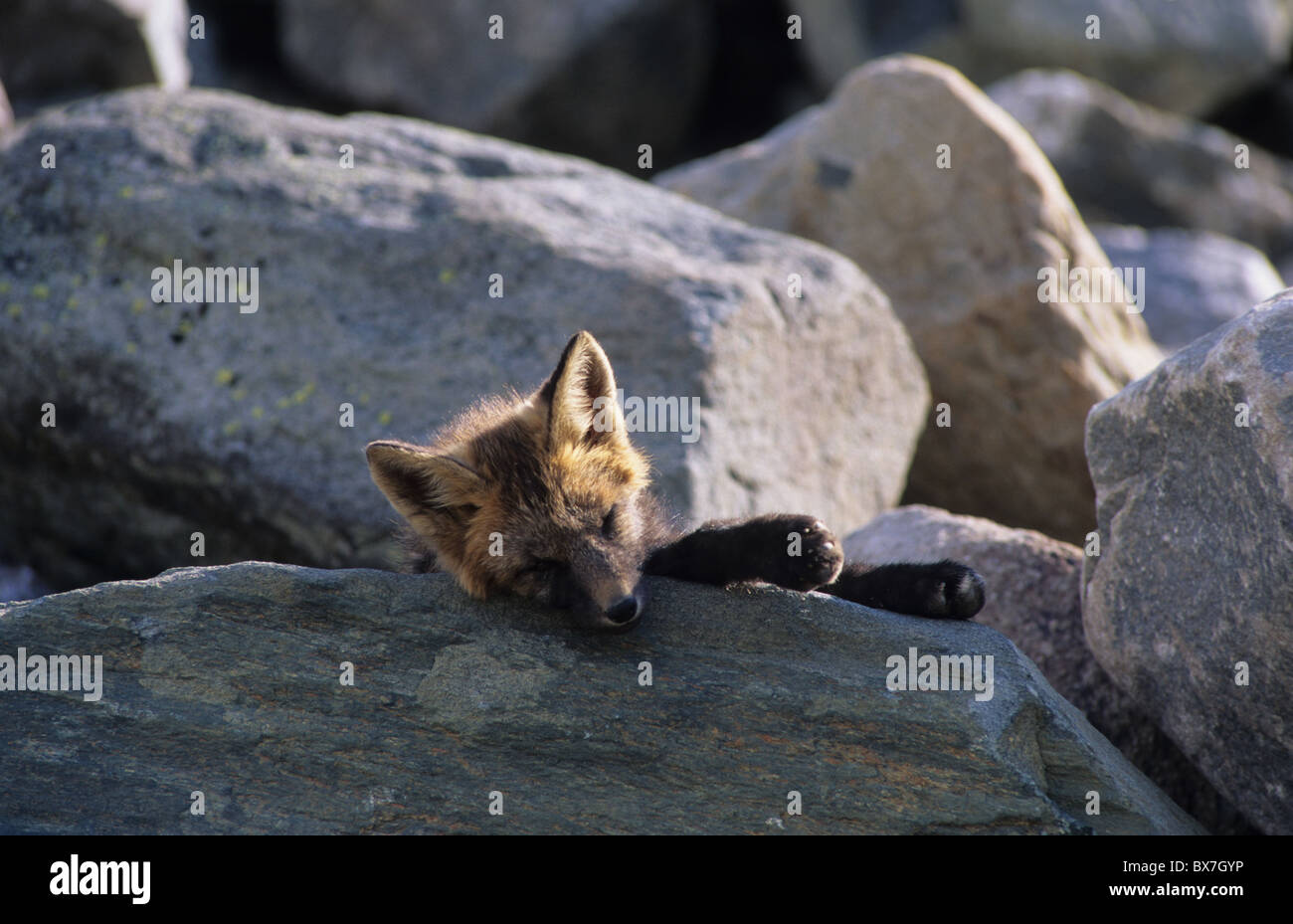 Cross fox (red fox), wildlife, nature. Cross fox is actually a red fox ...