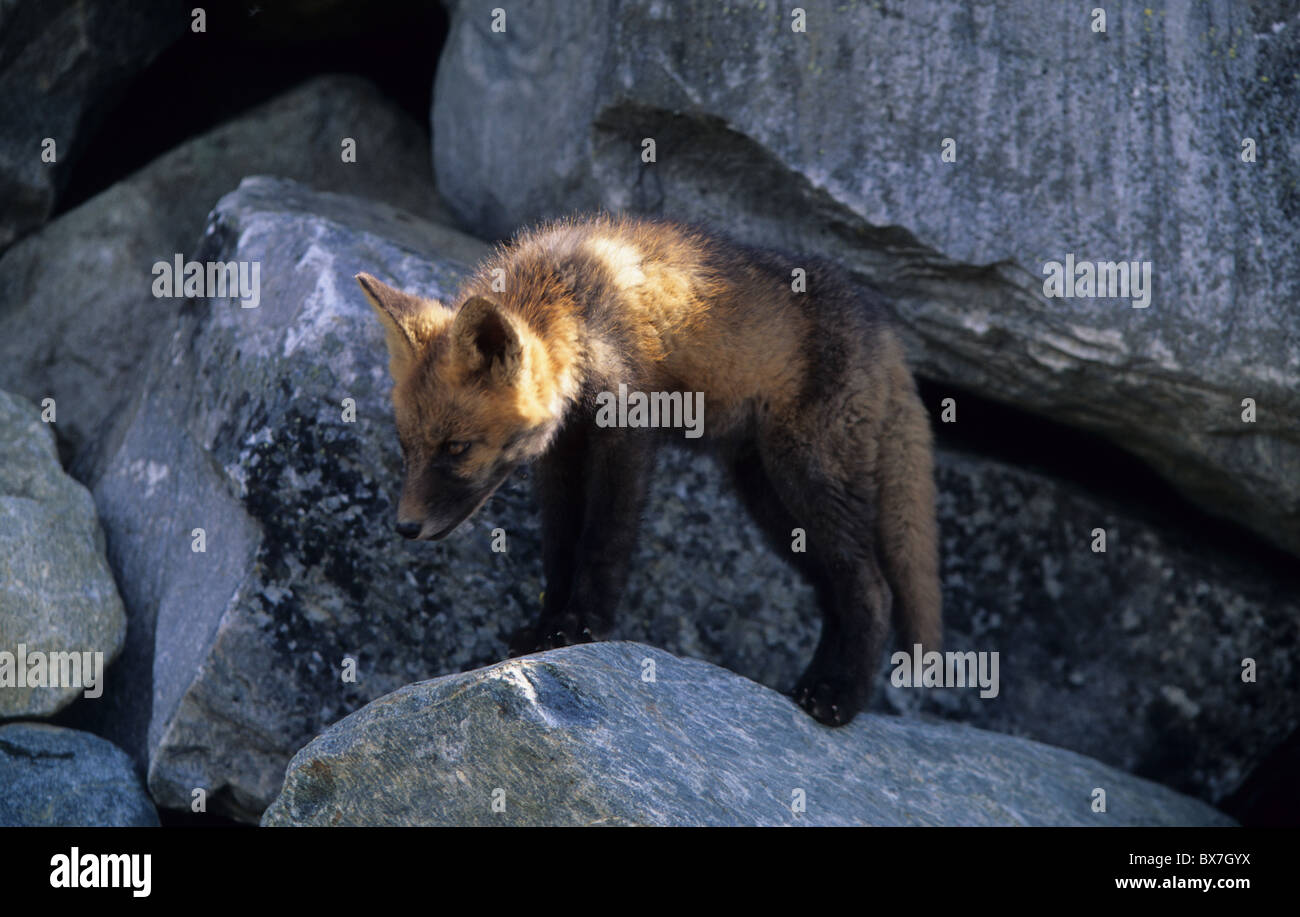 Cross fox (red fox), wildlife, nature. Cross fox is actually a red fox ...