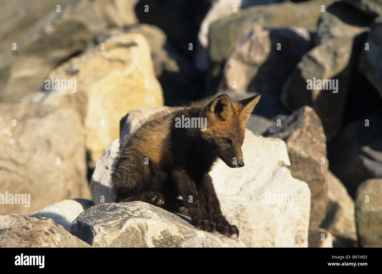Cross fox (red fox), wildlife, nature. Cross fox is actually a red fox ...
