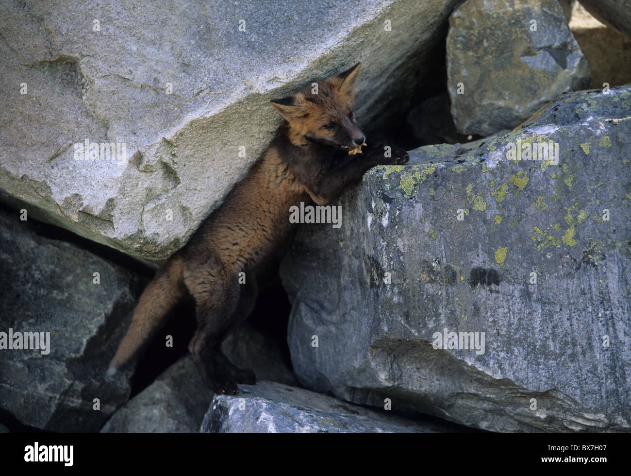 Cross fox (red fox), wildlife, nature. Cross fox is actually a red fox ...