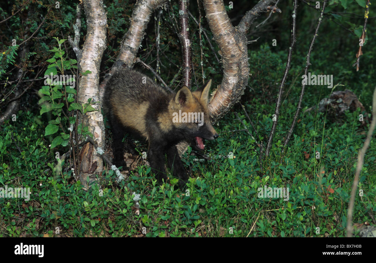 Cross fox (red fox), wildlife, nature. Cross fox is actually a red fox ...