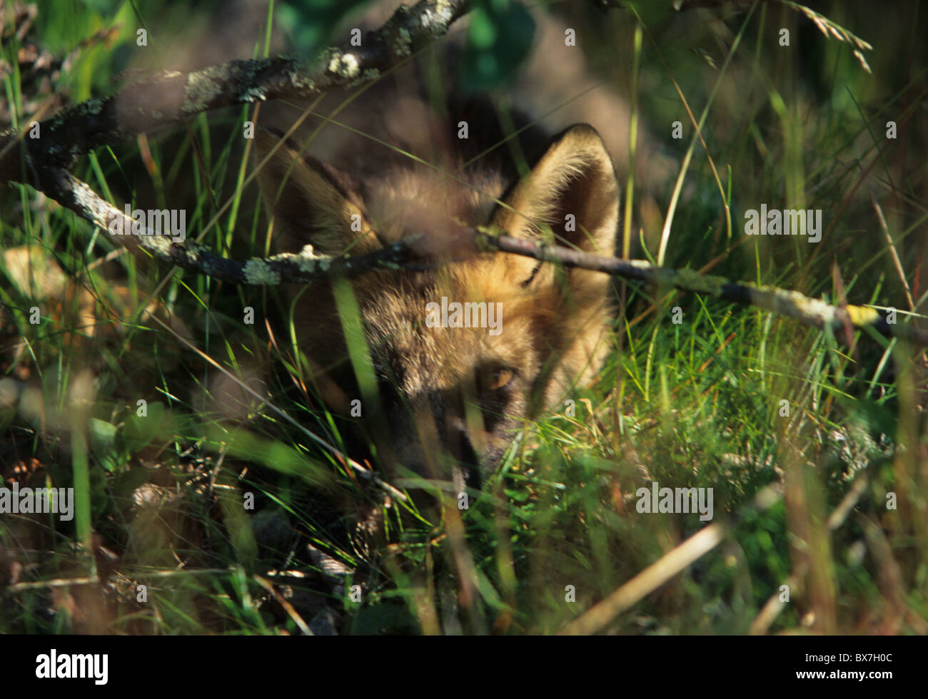 Cross fox (red fox), wildlife, nature. Cross fox is actually a red fox ...