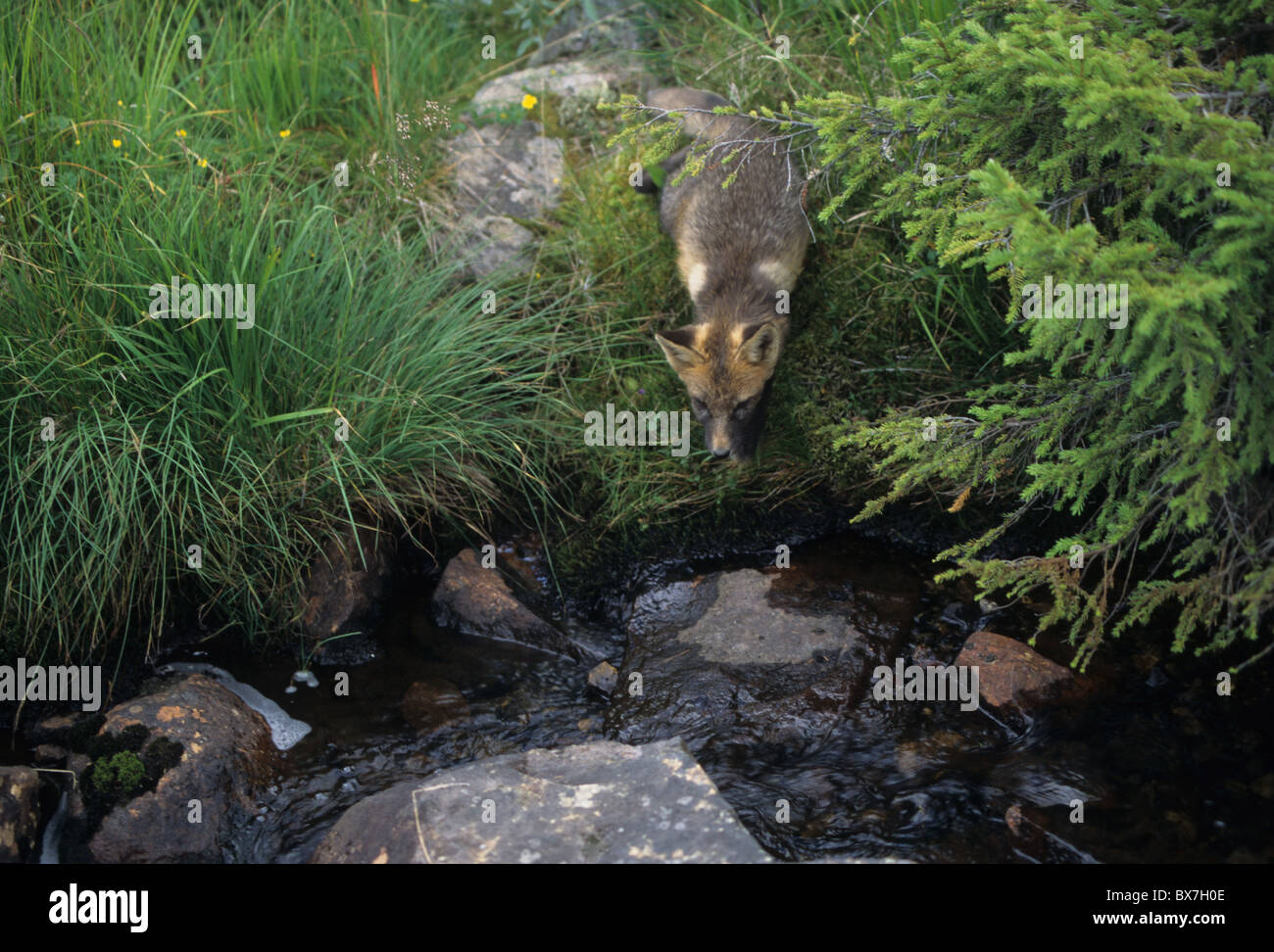 Cross fox (red fox), wildlife, nature. Cross fox is actually a red fox ...