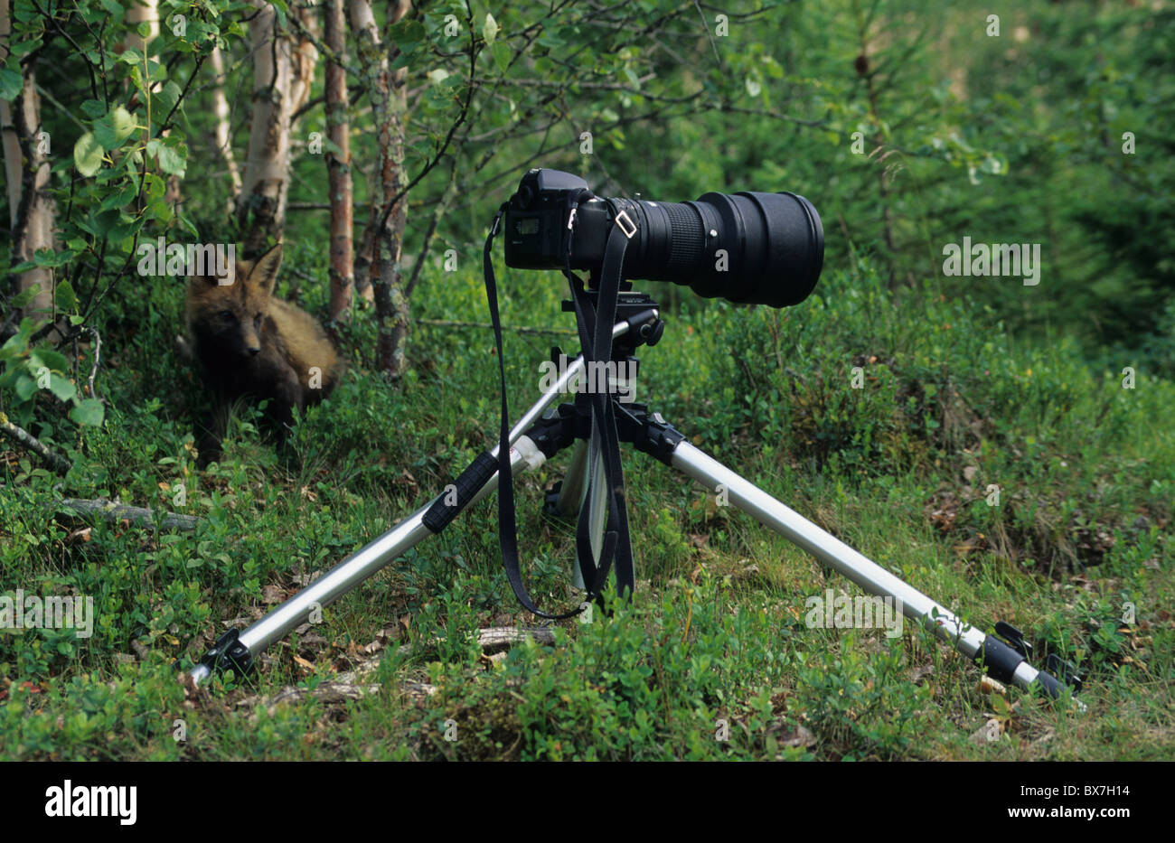 Cross fox (red fox), camera body, Nikon 300mm, tripod, nature, wildlife ...