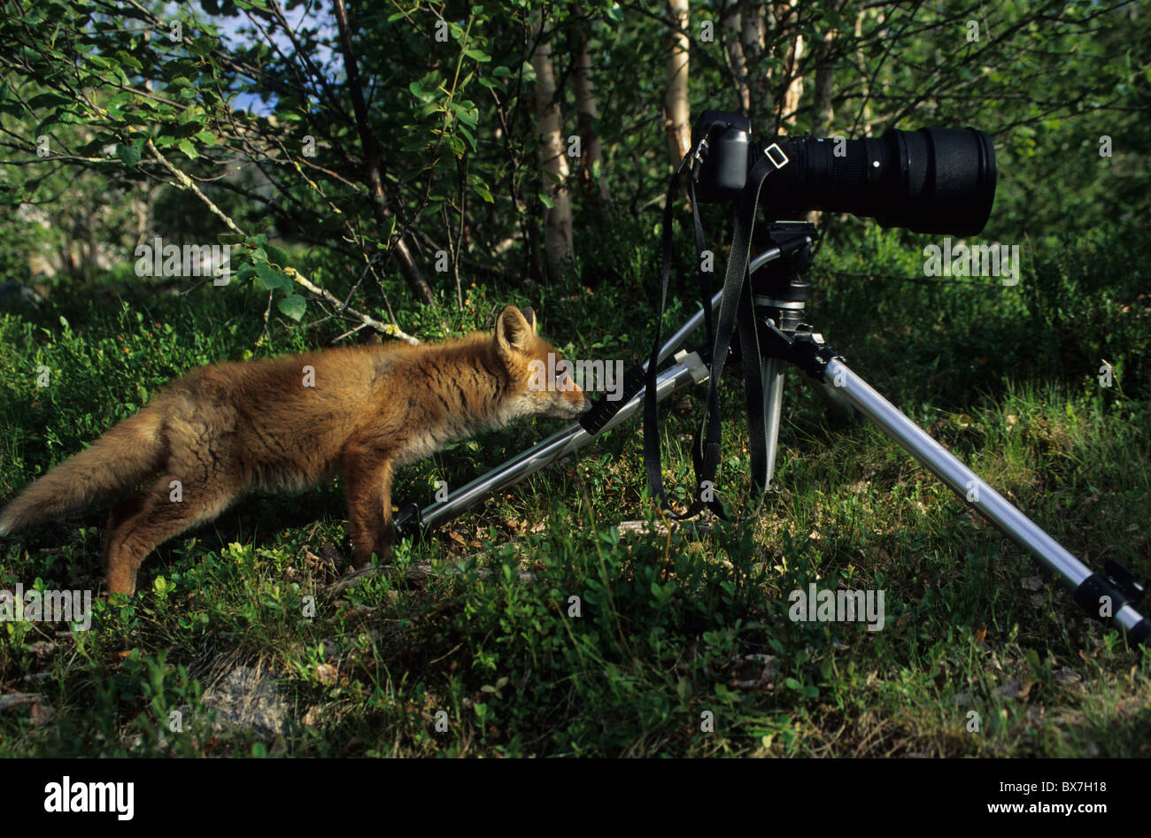 Wild red fox, camerabody, Nikon 300mm, tripod, wildlife, nature Stock ...
