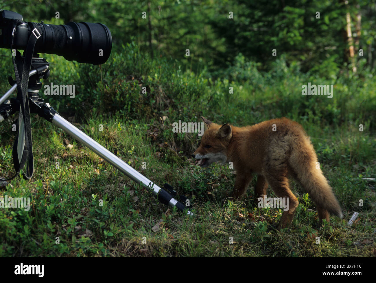 Wild red fox, camerabody, Nikon 300mm, tripod, wildlife, nature Stock ...