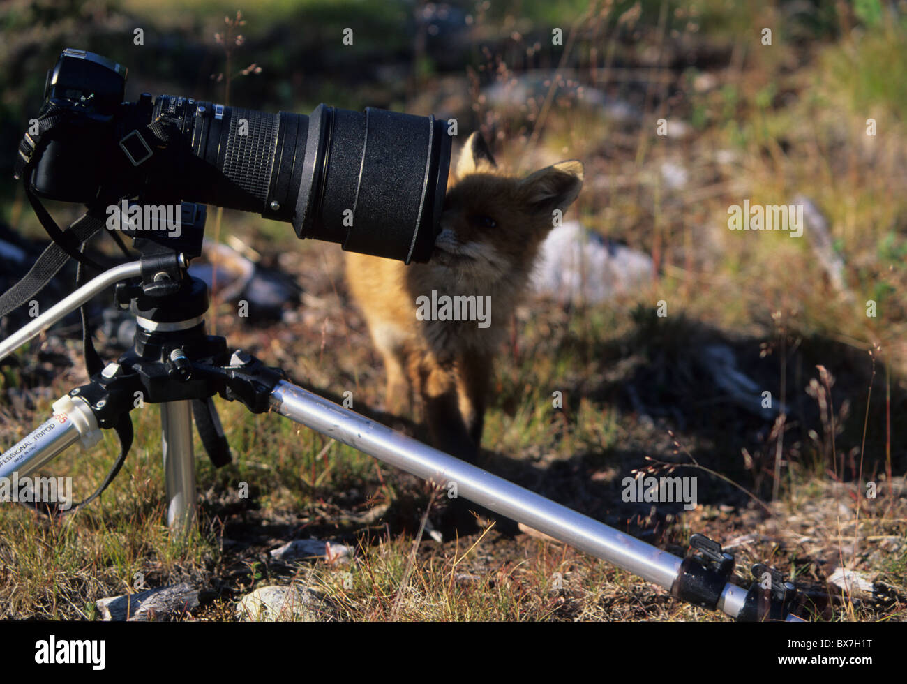 Wildlife red hi-res stock photography and images - Alamy