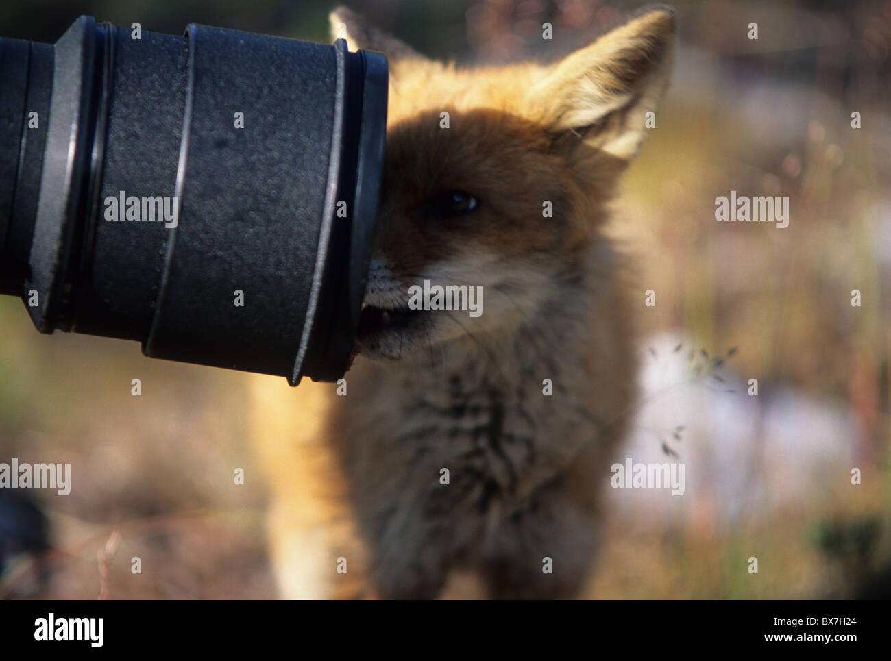 Camera body and 300mm hi-res stock photography and images - Alamy
