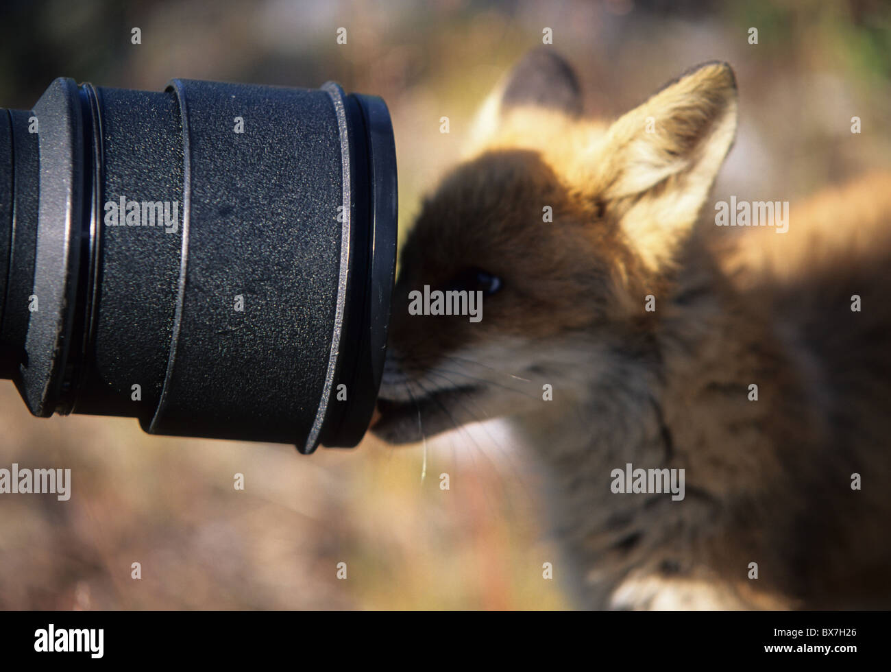 Wildlife, red fox, camera body and 300mm, tripod Stock Photo - Alamy