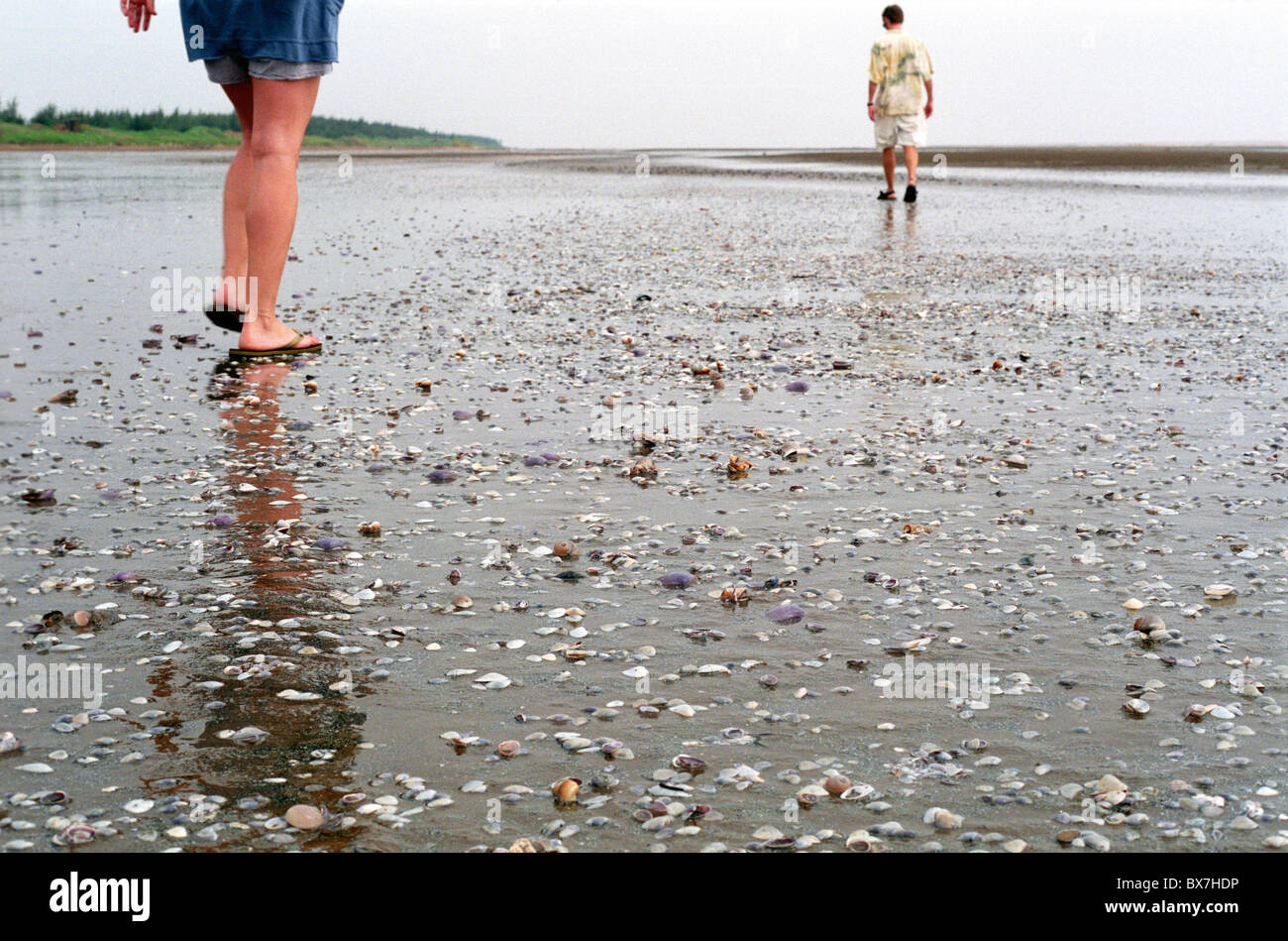 13 shells hi-res stock photography and images - Alamy