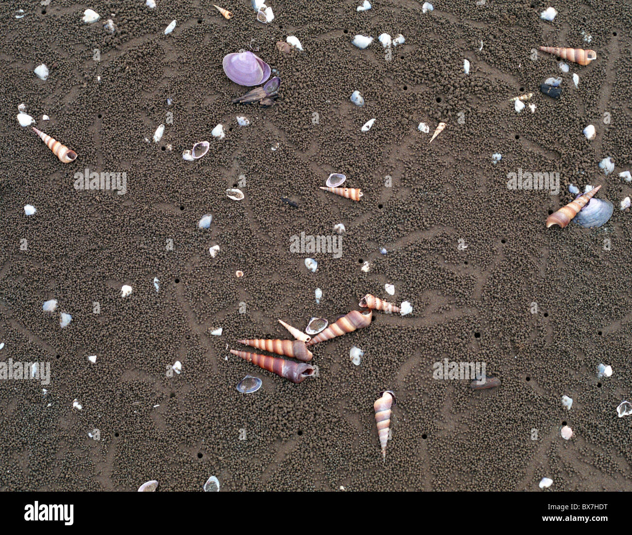 beach, sea shells, brown sand Stock Photo - Alamy