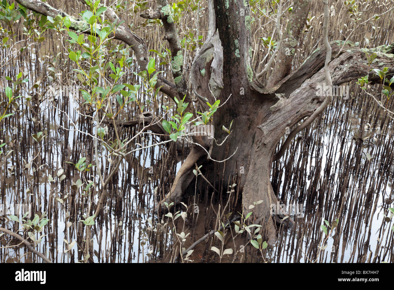 Mangrove environment hi-res stock photography and images - Alamy