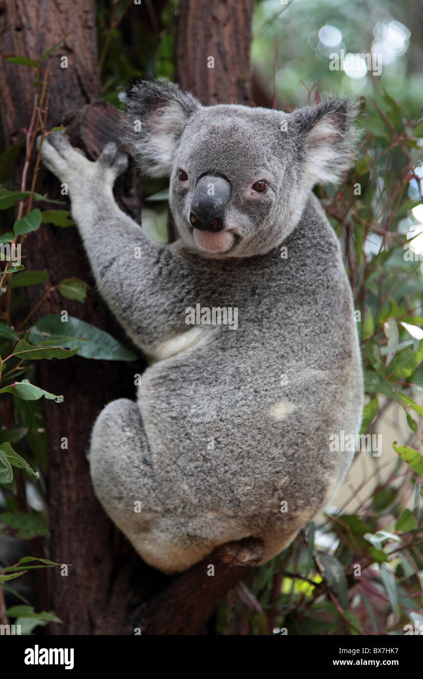 Koala eucalyptus tree hi-res stock photography and images - Alamy