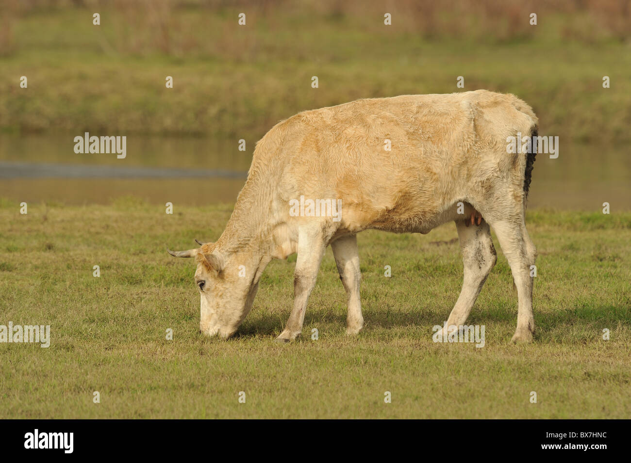 cow on meadow Stock Photo - Alamy