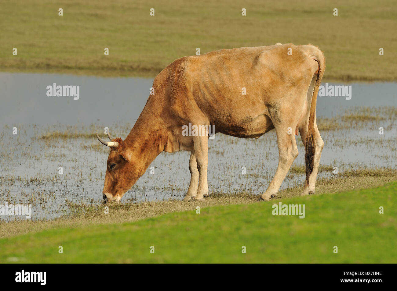 Cow drinking water Stock Photo - Alamy