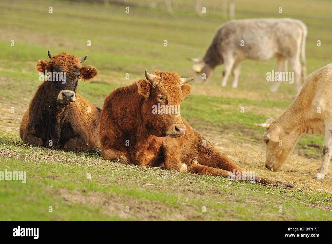 cow lay on the lawn Stock Photo - Alamy