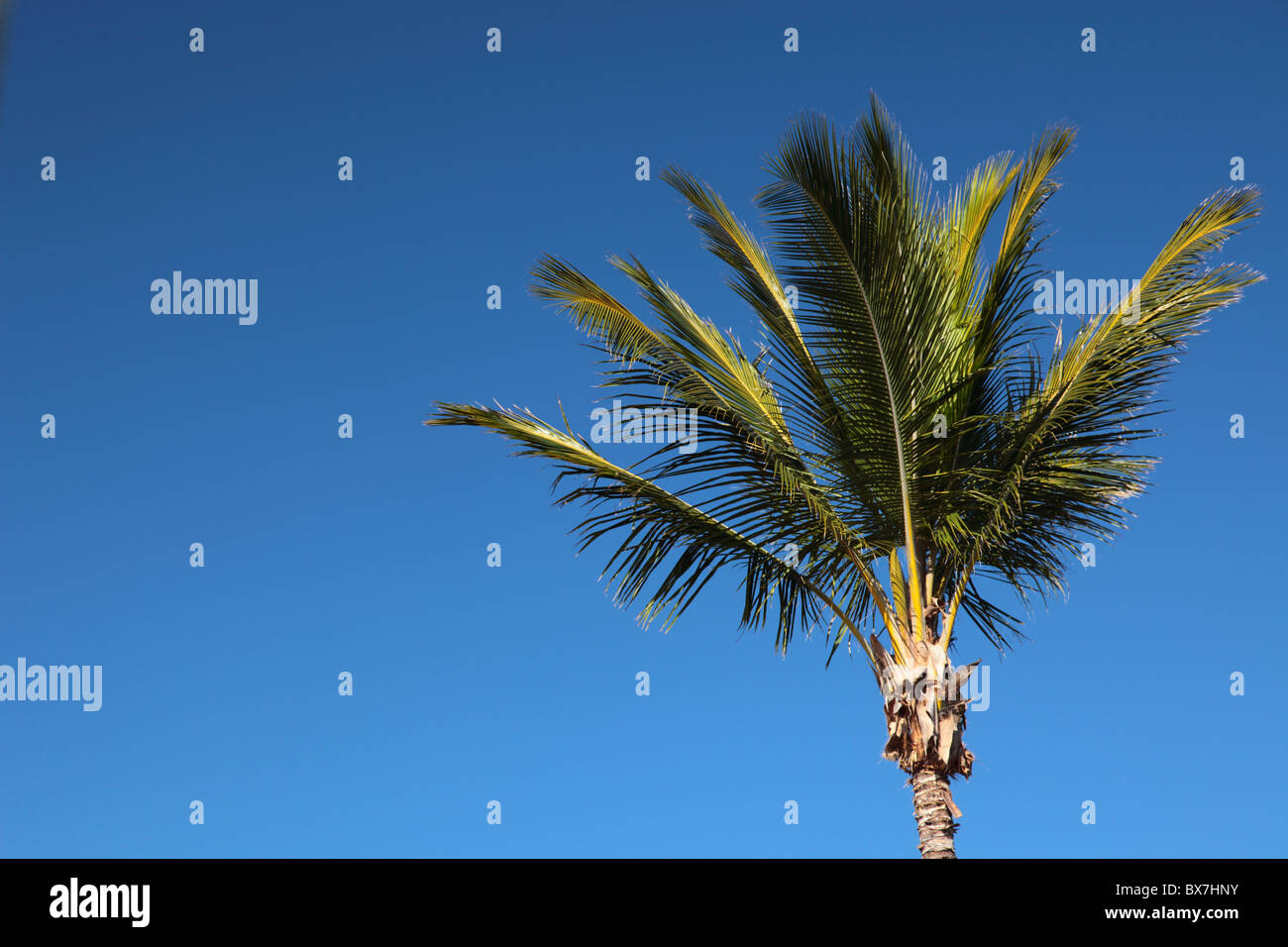 Tropical palm tree Stock Photo - Alamy