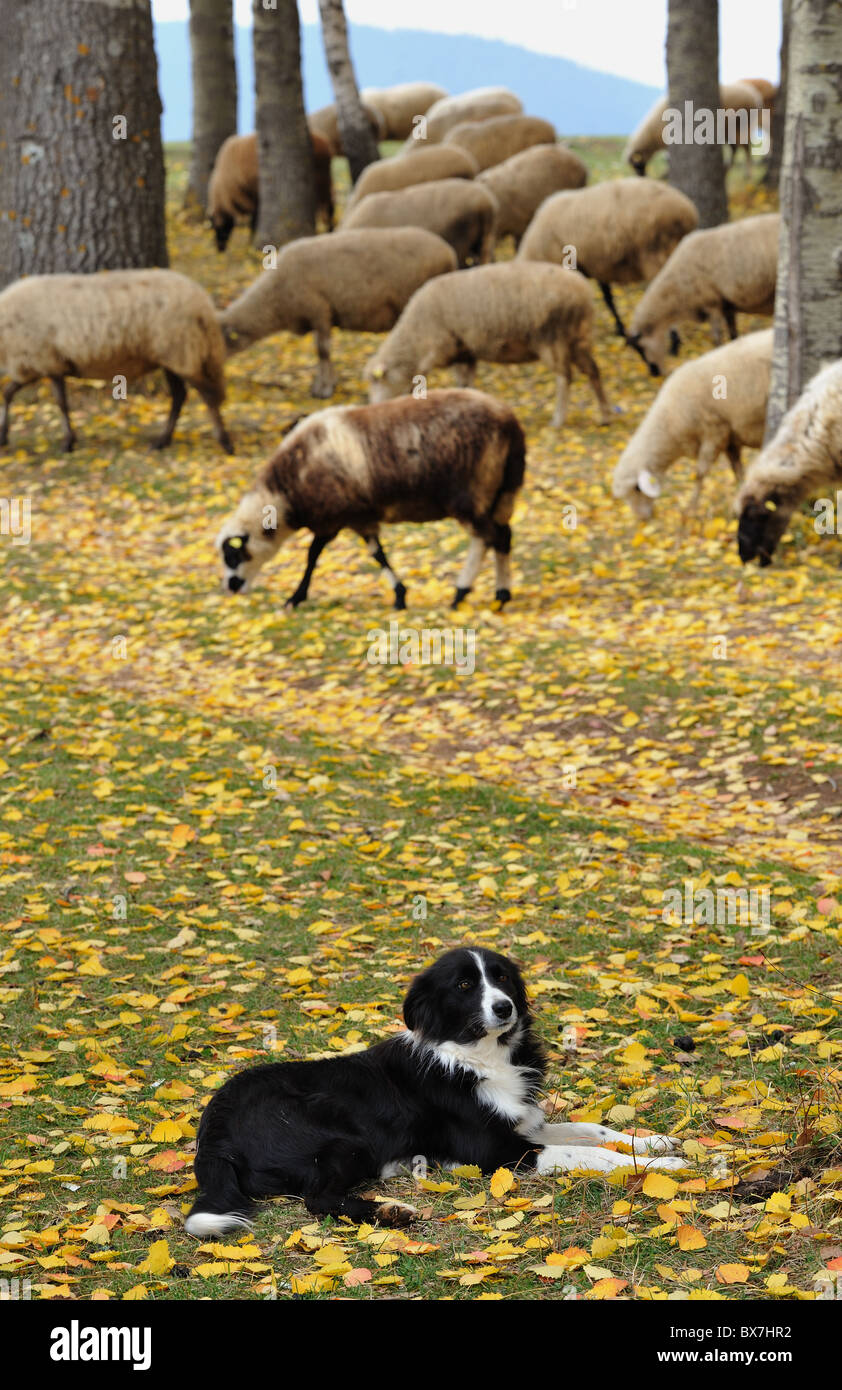 Sheep dog guard sheep hi-res stock photography and images - Alamy