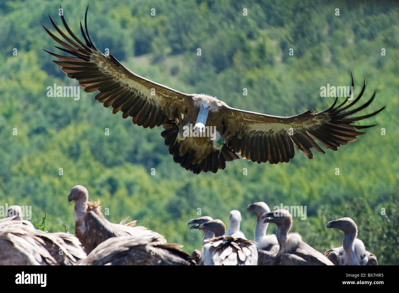 Vulture wing spread hi-res stock photography and images - Alamy