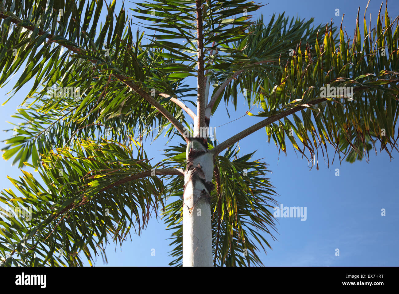 Tropical palm tree Stock Photo - Alamy