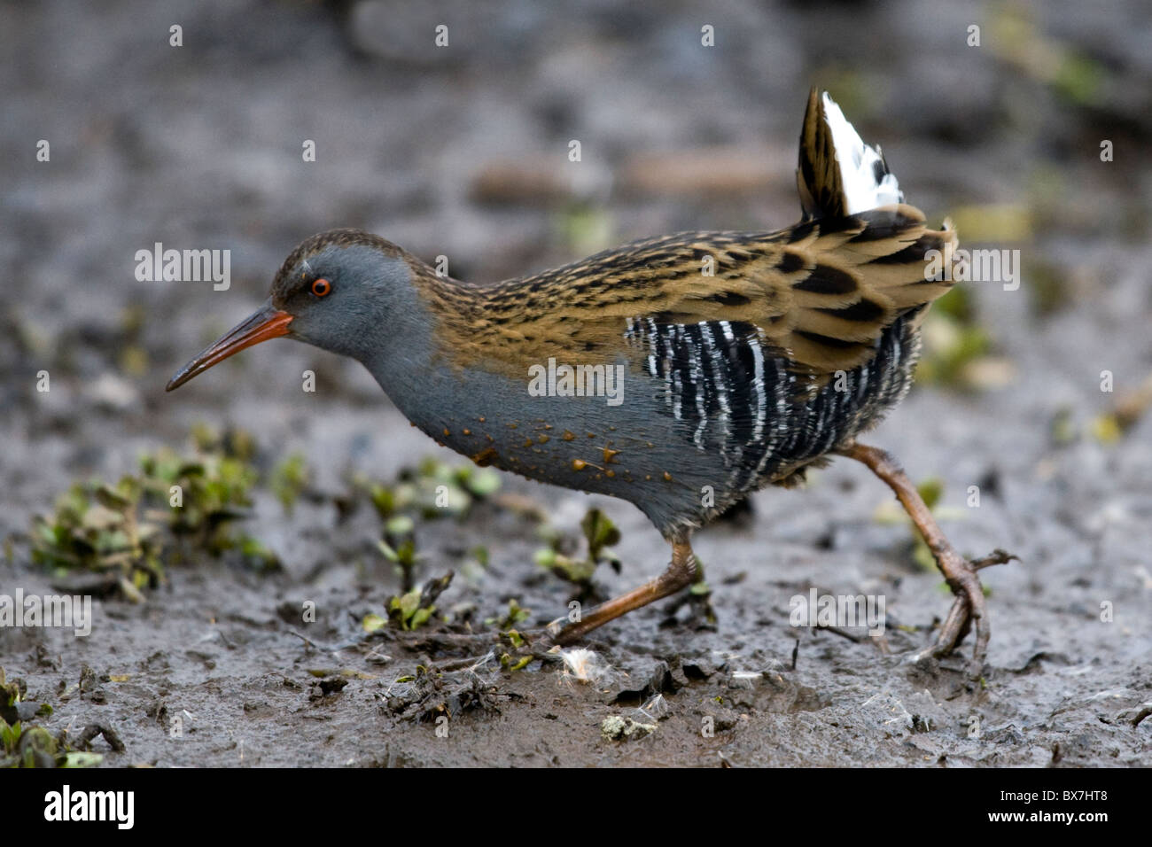 Waterrail hi-res stock photography and images - Alamy