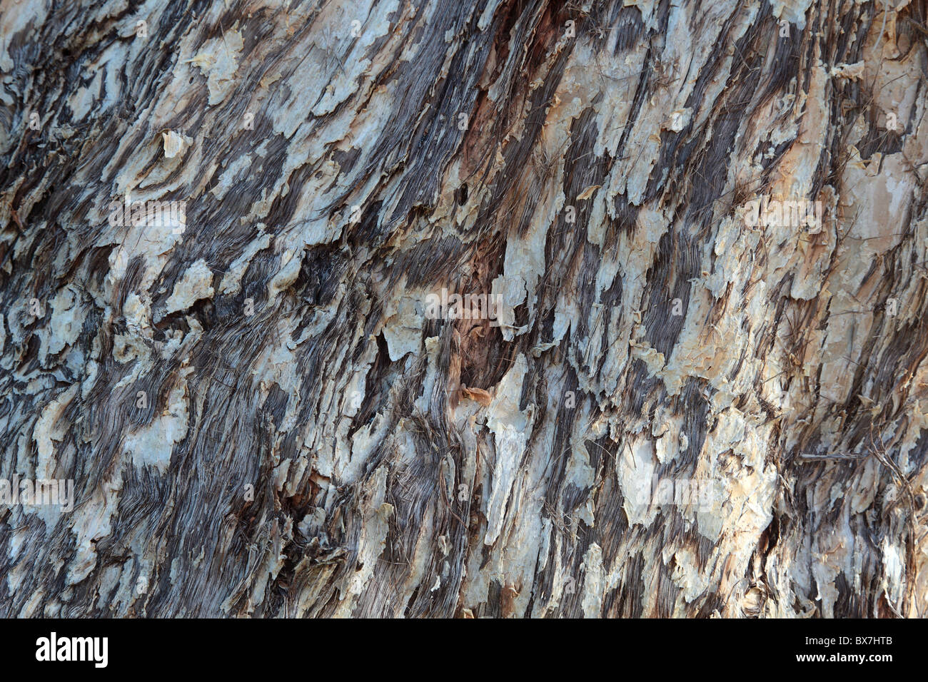 Fine background texture of bark Stock Photo - Alamy