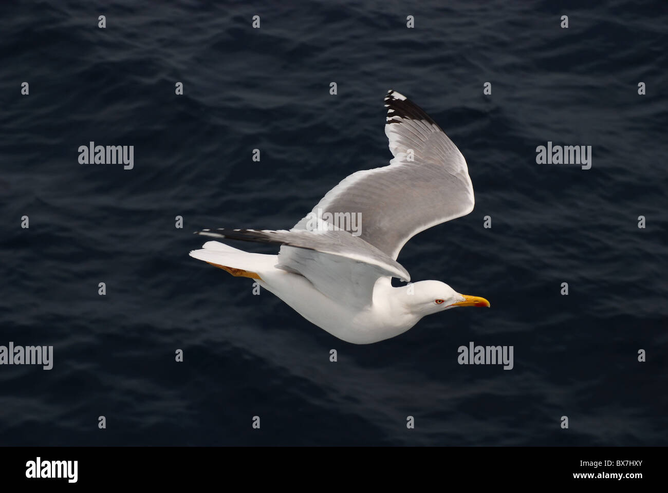 gull in flight Stock Photo - Alamy