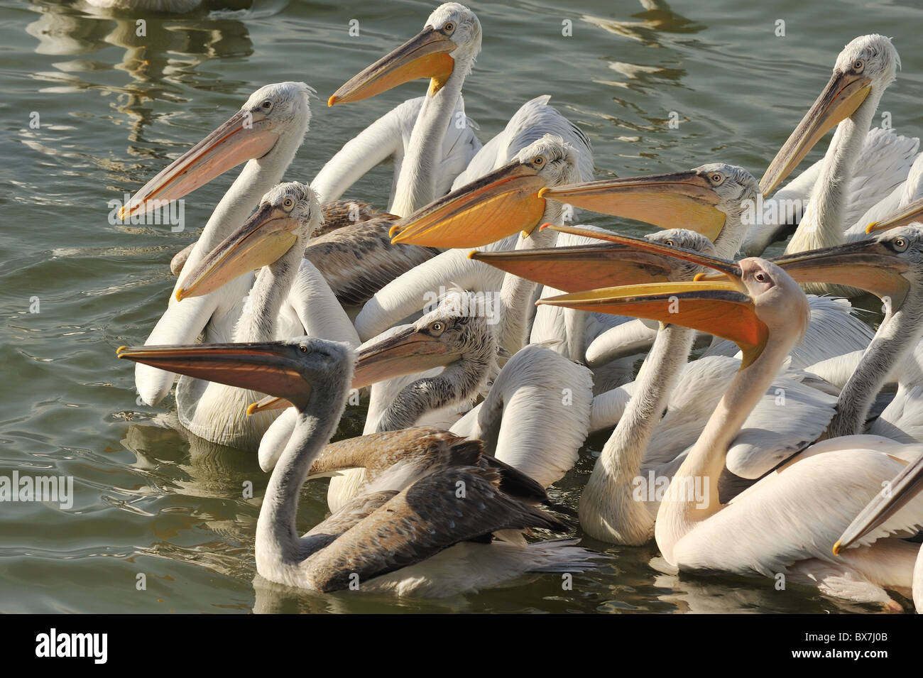 Beautiful colors pelican hi-res stock photography and images - Alamy