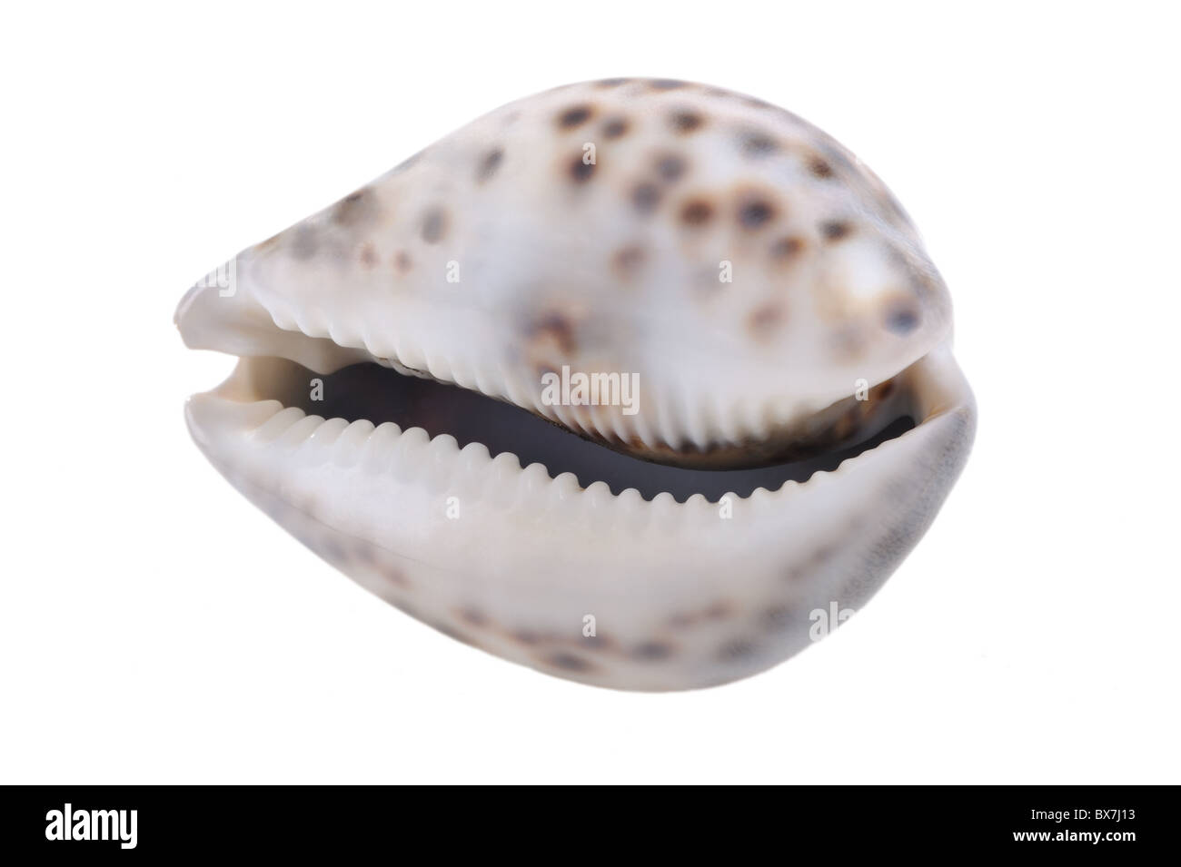 shell on a white background Stock Photo - Alamy