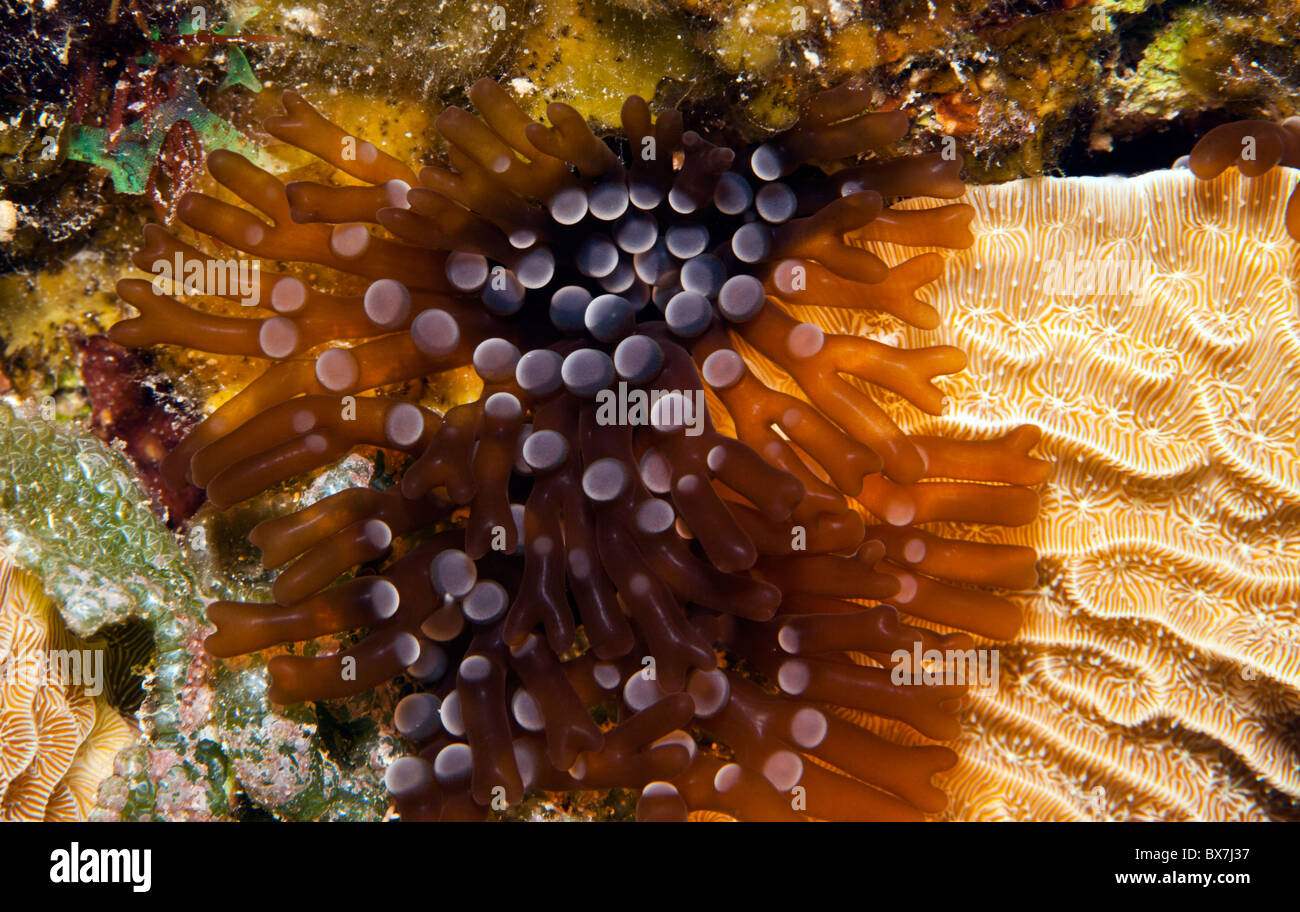 Coral reef at night with Branching anemone Lebrunia danae extended ...