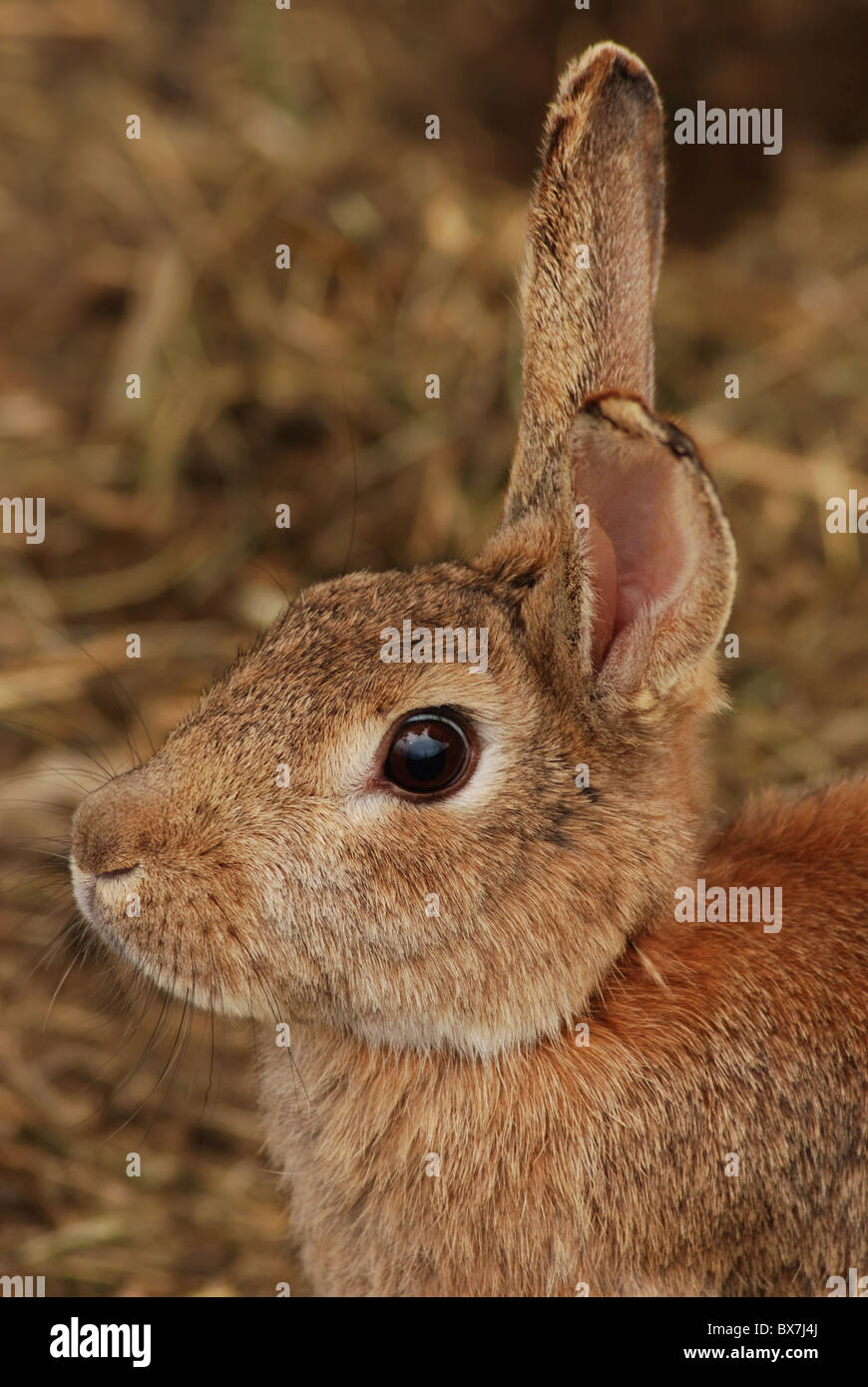 Mammal rabbit hi-res stock photography and images - Alamy