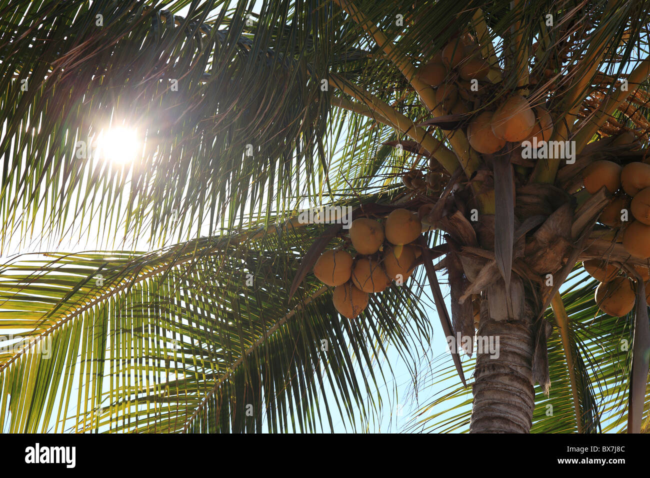 Tropical palm tree Stock Photo - Alamy